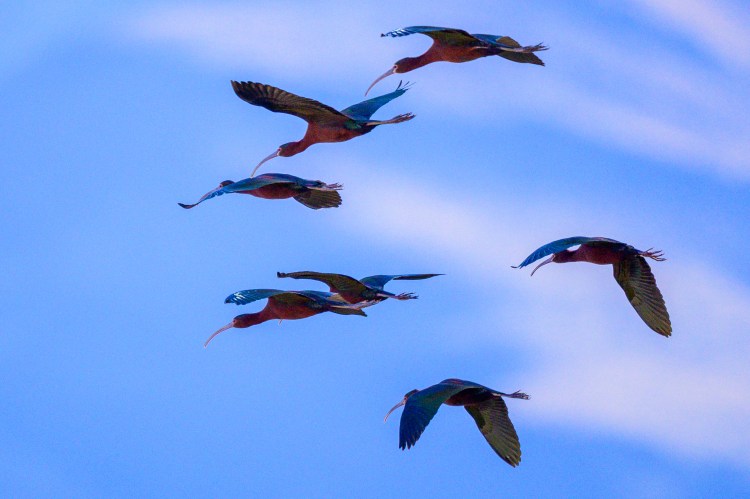 Spring Birds, 2025 – Birds of Bishop