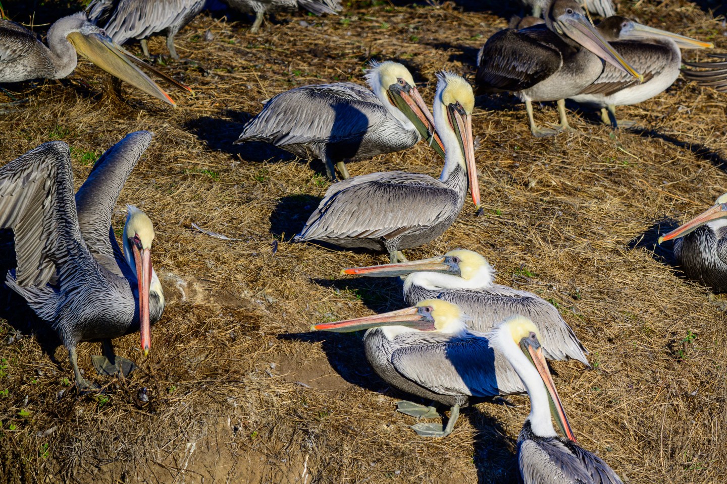 Coastal Birds – Mendocino/Bolsa Chica – Birds of Bishop